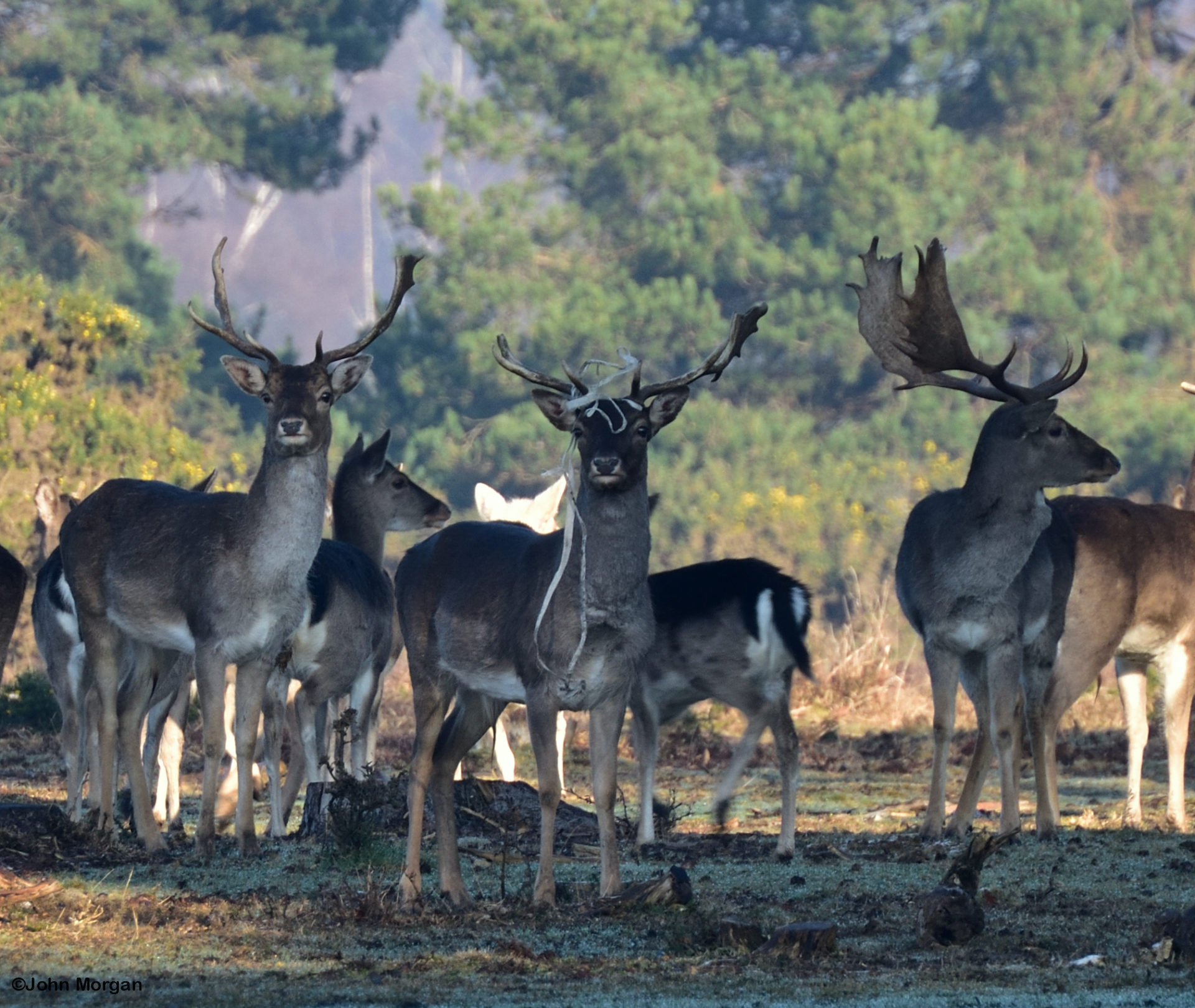 New Forest National Park Life